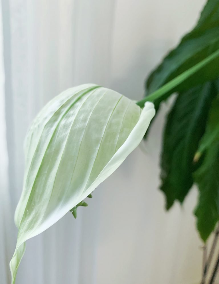 Peace Lilies: Everything You Need to Know | Sprouts and Stems