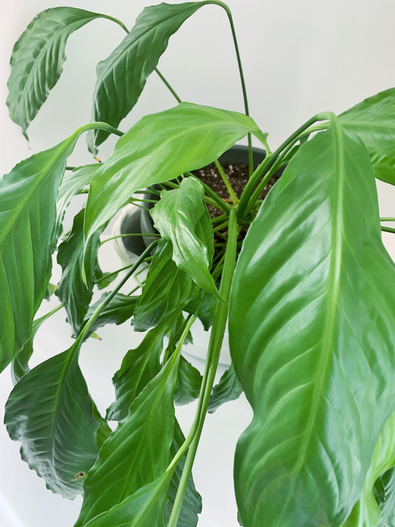 Peace Lilies: Everything You Need to Know | Sprouts and Stems