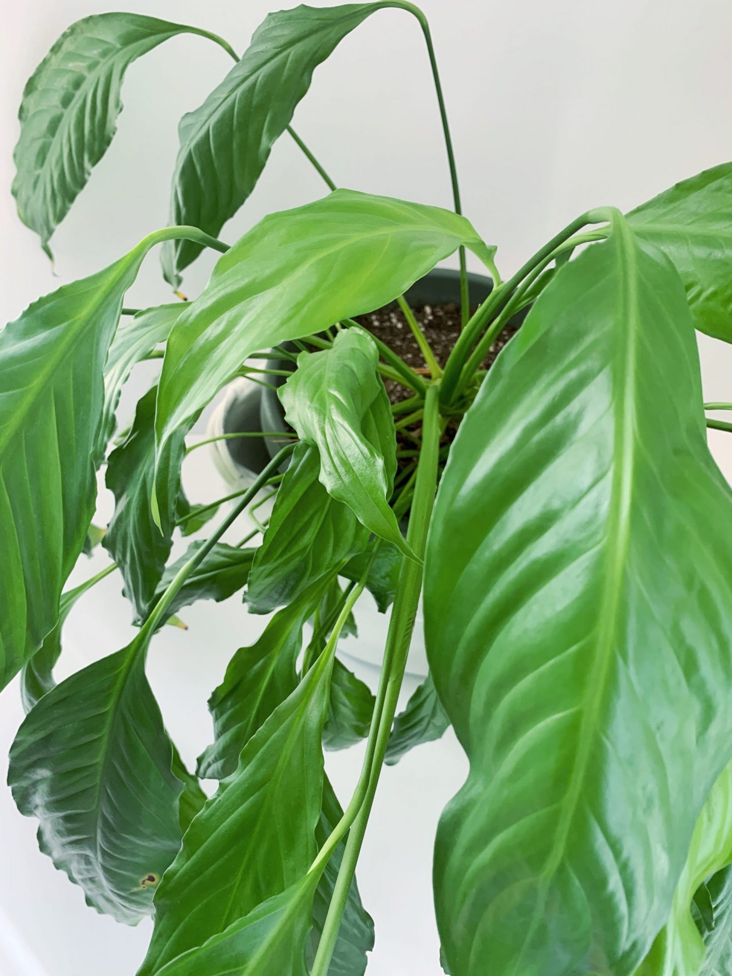 Peace Lilies: Everything You Need to Know | Sprouts and Stems