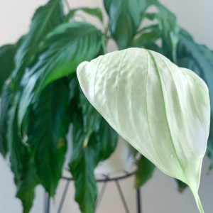 Peace Lilies: Everything You Need to Know | Sprouts and Stems