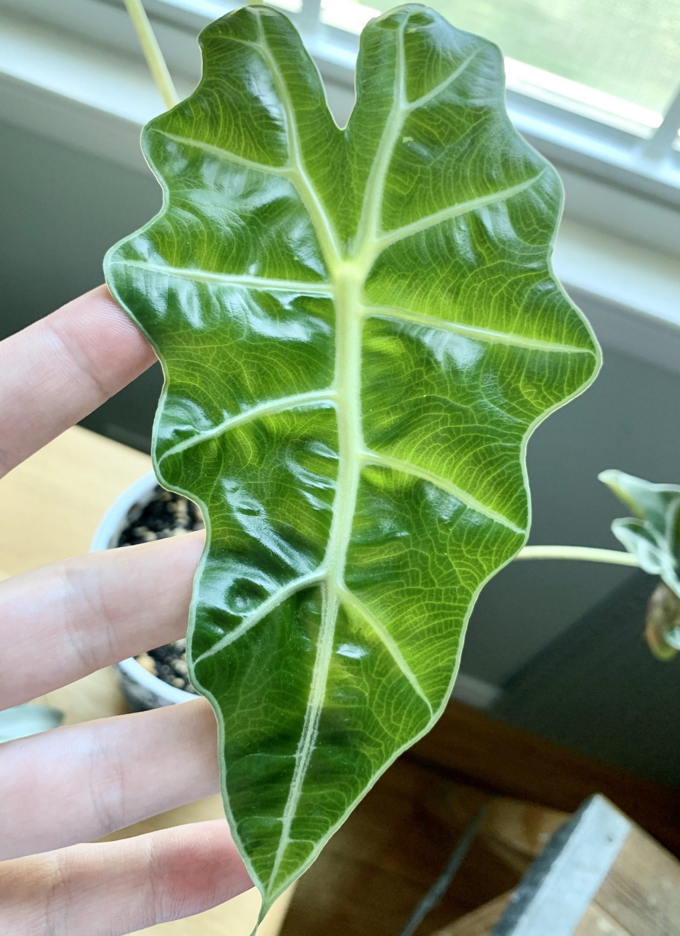 Alocasia Amazonica: Everything You Need to Know | Sprouts and Stems