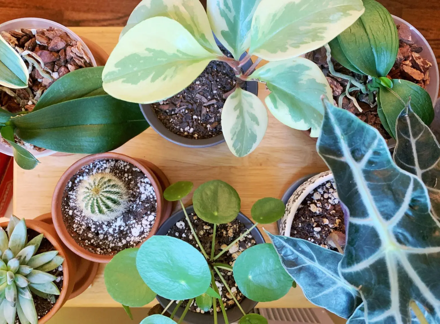 The ABC's of Houseplant Potting Medium | Sprouts and Stems