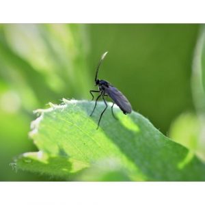 How to Get Rid of Fungus Gnats | Sprouts and Stems