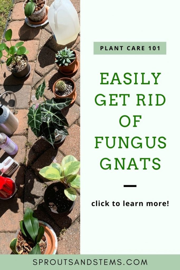 How to Get Rid of Fungus Gnats | Sprouts and Stems
