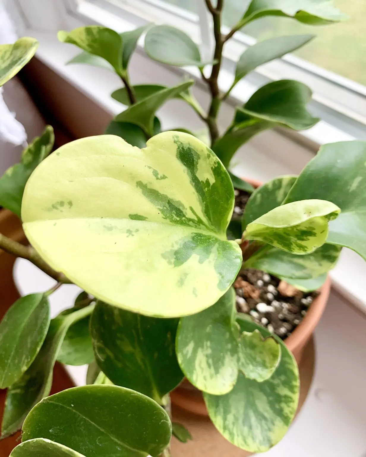How to Care for and Propagate Peperomia Obtusifolia | Sprouts and Stems