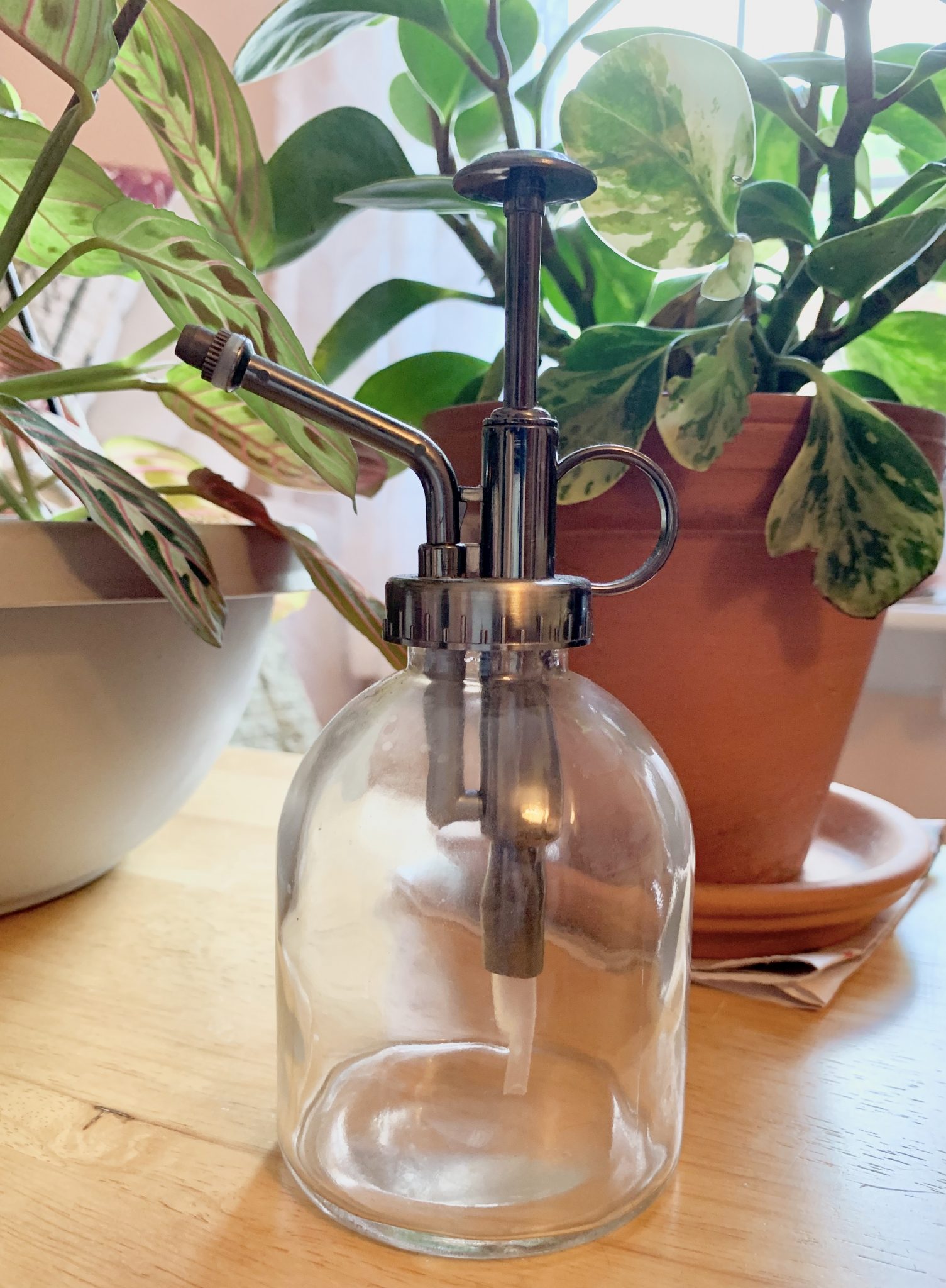 How to Create Humidity for Your Houseplants | Sprouts and Stems