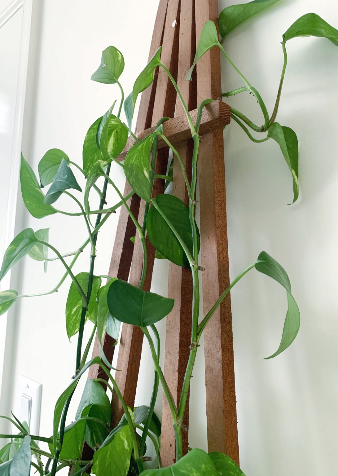 Caring for and Propagating Pothos | Sprouts and Stems