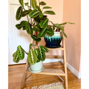 Easy Ways To Beautifully Display Your Houseplants | Sprouts and Stems