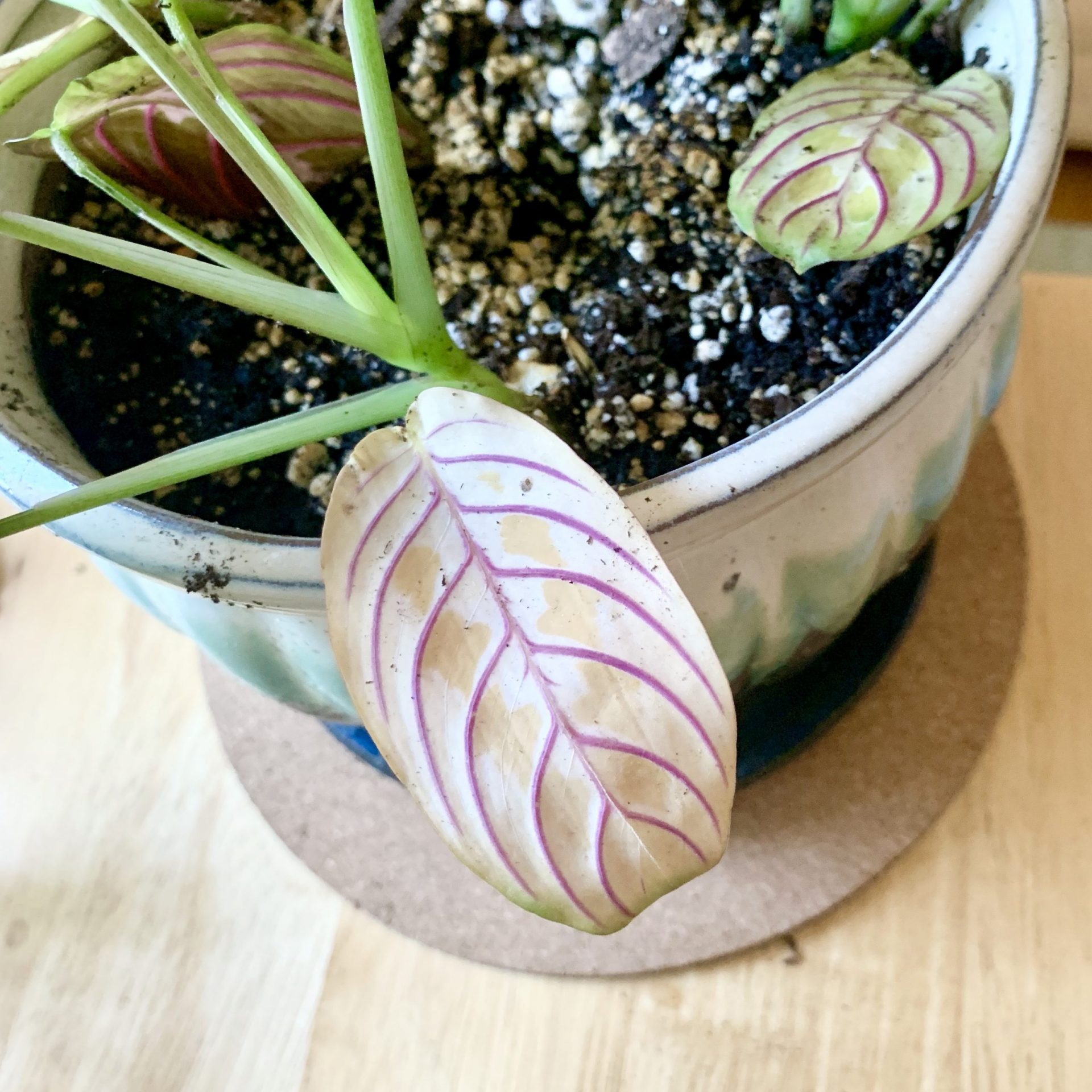 How to Tell When Your Houseplant Needs to Be Watered | Sprouts and Stems