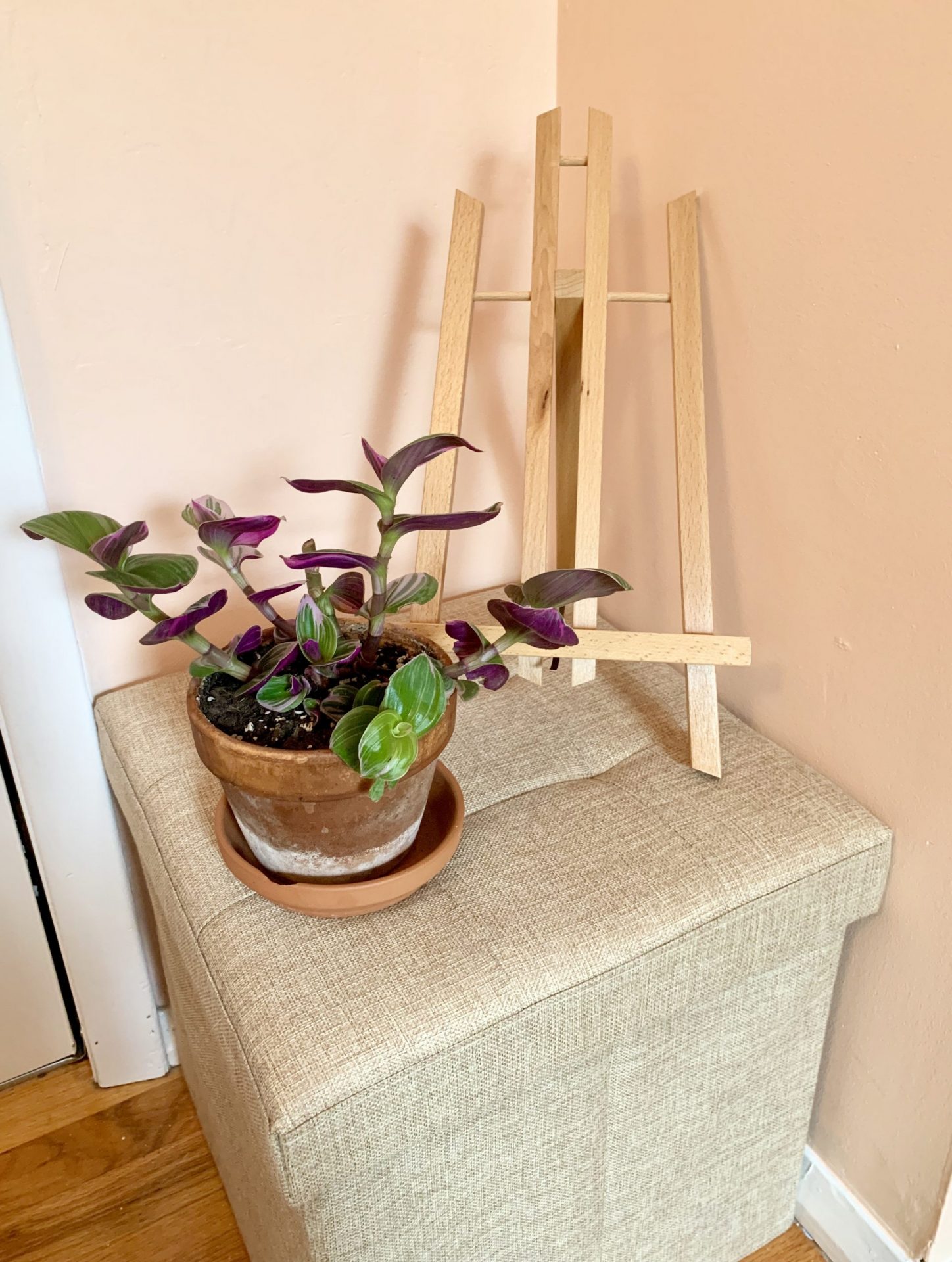 Easy Ways To Beautifully Display Your Houseplants | Sprouts and Stems