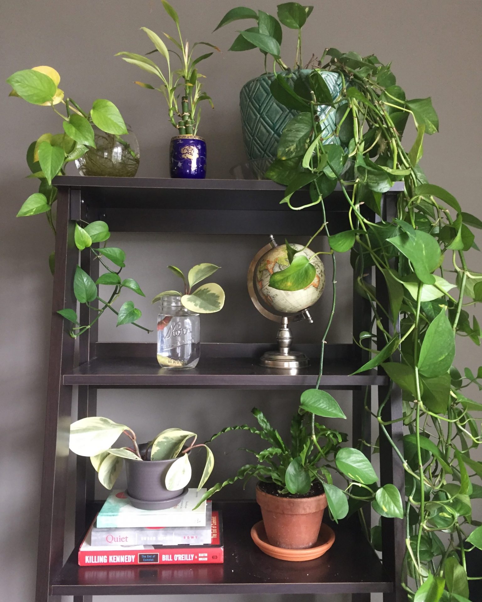 Easy Ways To Beautifully Display Your Houseplants | Sprouts and Stems