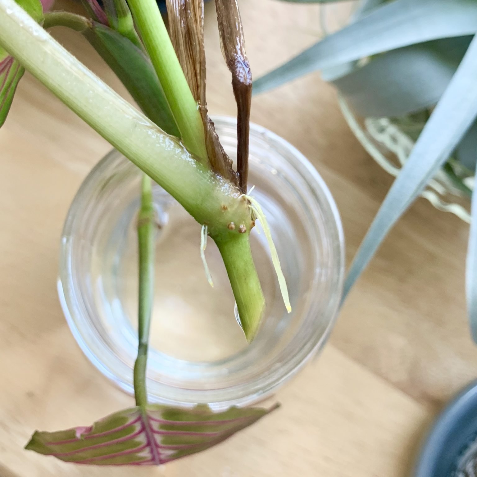 5 Easy Plants to Propagate and How to Do It | Sprouts and Stems
