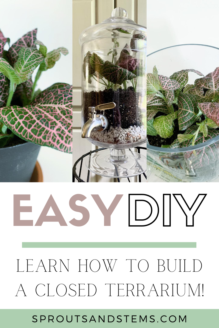 DIY Closed Terrarium, Layer by Layer | Sprouts and Stems