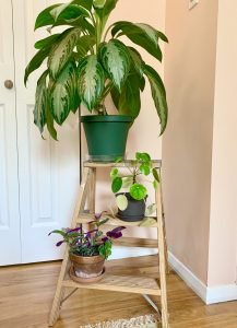 Easy Ways To Beautifully Display Your Houseplants | Sprouts and Stems