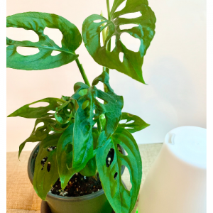 Humidity-Loving Houseplants and How to Provide Humidity | Sprouts and Stems