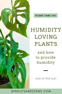 Humidity-Loving Houseplants and How to Provide Humidity | Sprouts and Stems