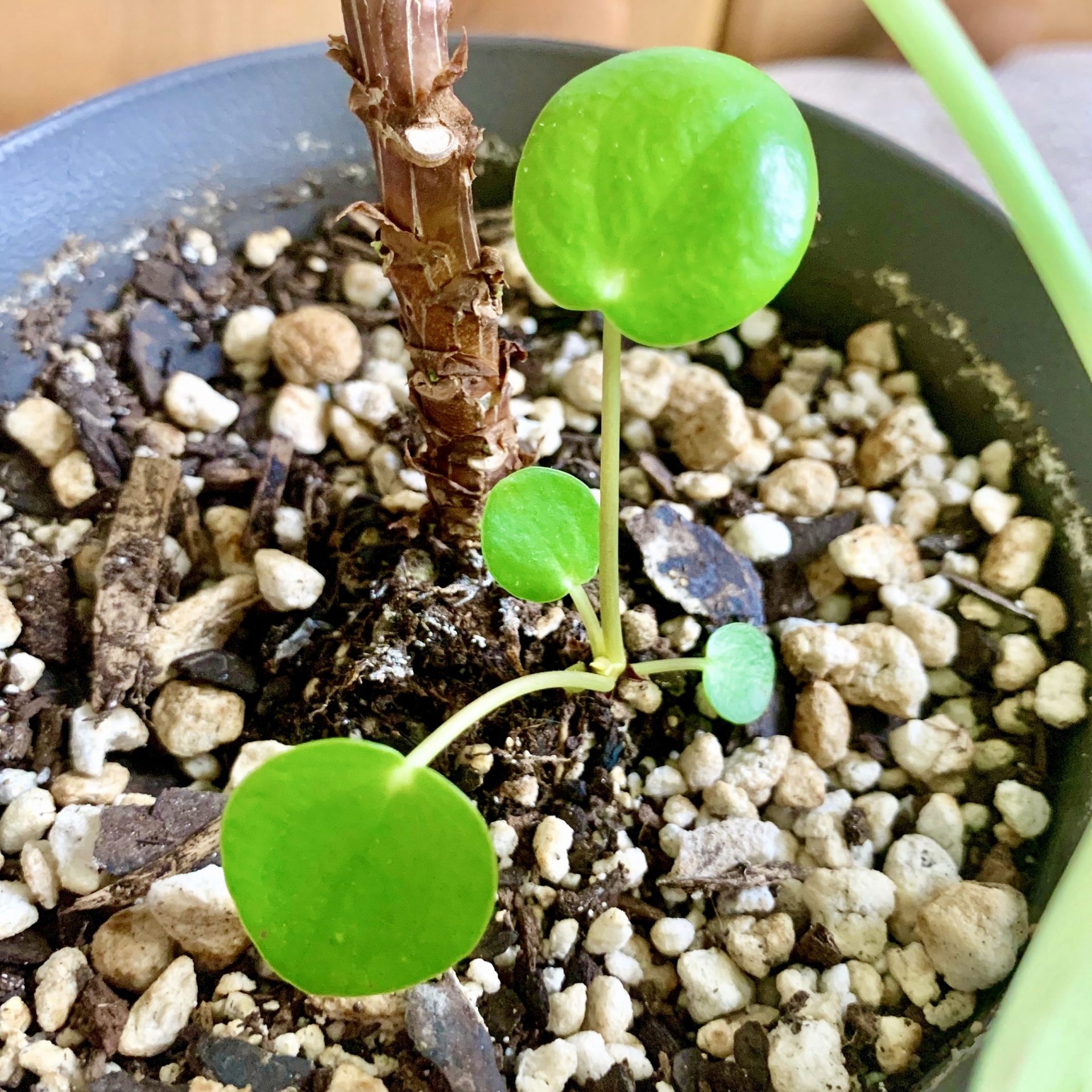 Pilea Peperomioides: Pilea Propagation and Care | Sprouts and Stems