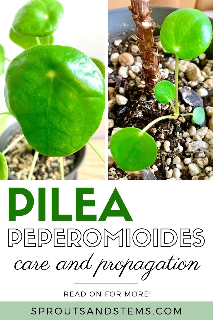 Pilea Peperomioides: Pilea Propagation and Care | Sprouts and Stems