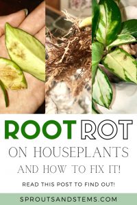 Signs of Root Rot on Houseplants and How to Fix It | Sprouts and Stems