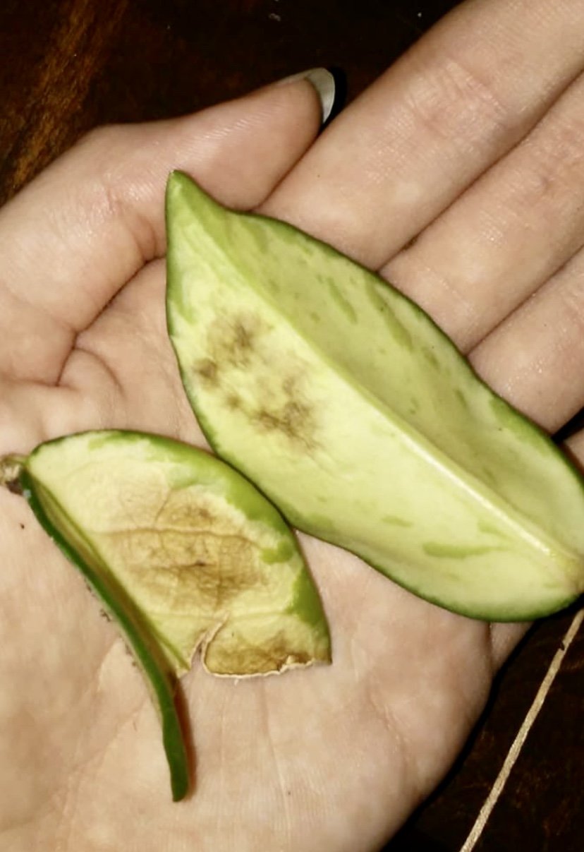 Signs of Root Rot on Houseplants and How to Fix It | Sprouts and Stems