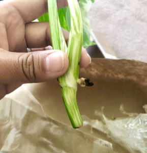 Signs of Root Rot on Houseplants and How to Fix It | Sprouts and Stems