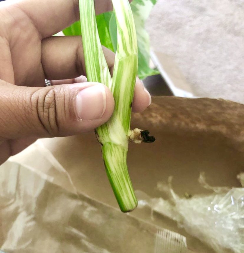 Signs Of Root Rot On Houseplants And How To Fix It Sprouts And Stems Signs Of Root Rot On Houseplants And How To Fix It Sprouts And Stems