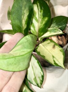 Signs of Root Rot on Houseplants and How to Fix It | Sprouts and Stems