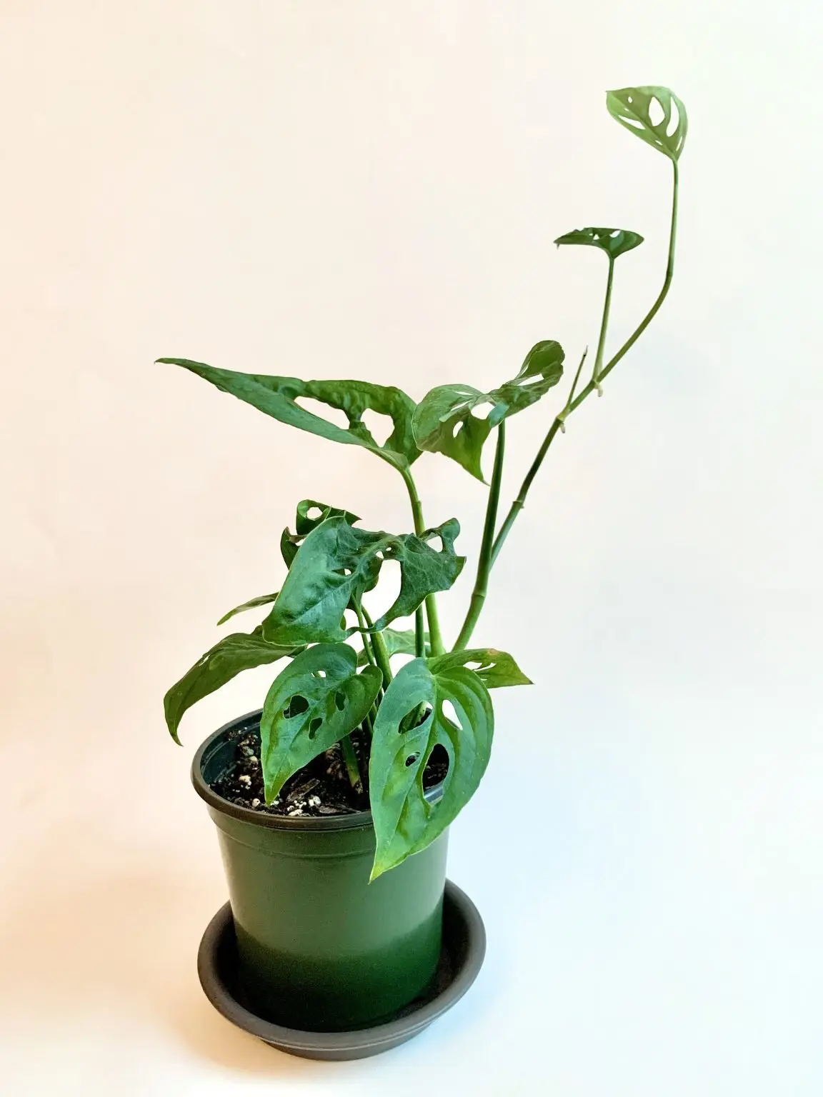 Monstera Adansonii Care and Propagation Guide | Sprouts and Stems