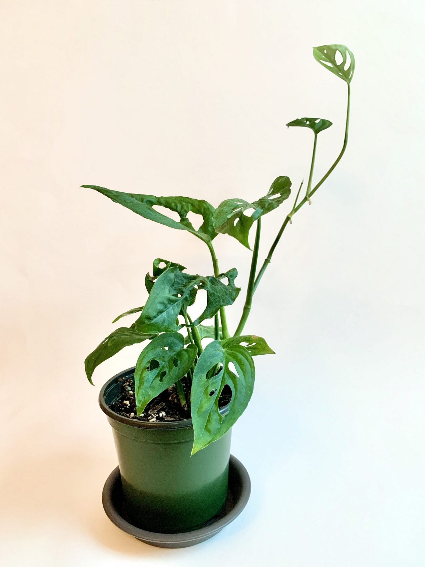 Monstera Adansonii Care And Propagation Guide Sprouts And Stems