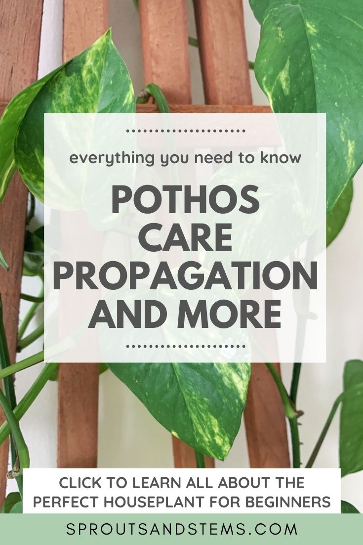 Caring for and Propagating Pothos | Sprouts and Stems