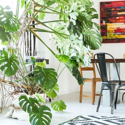 Monstera Deliciosa Care and Propagation | Sprouts and Stems