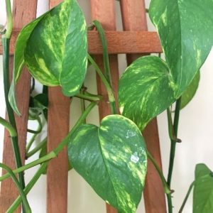 13 Pothos Varieties That You Can Easily Care For | Sprouts and Stems