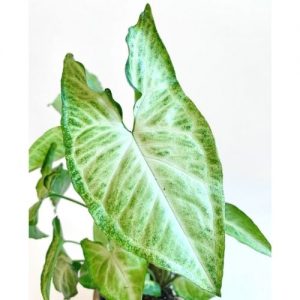 Arrowhead Plant Care and Propagation | Sprouts and Stems