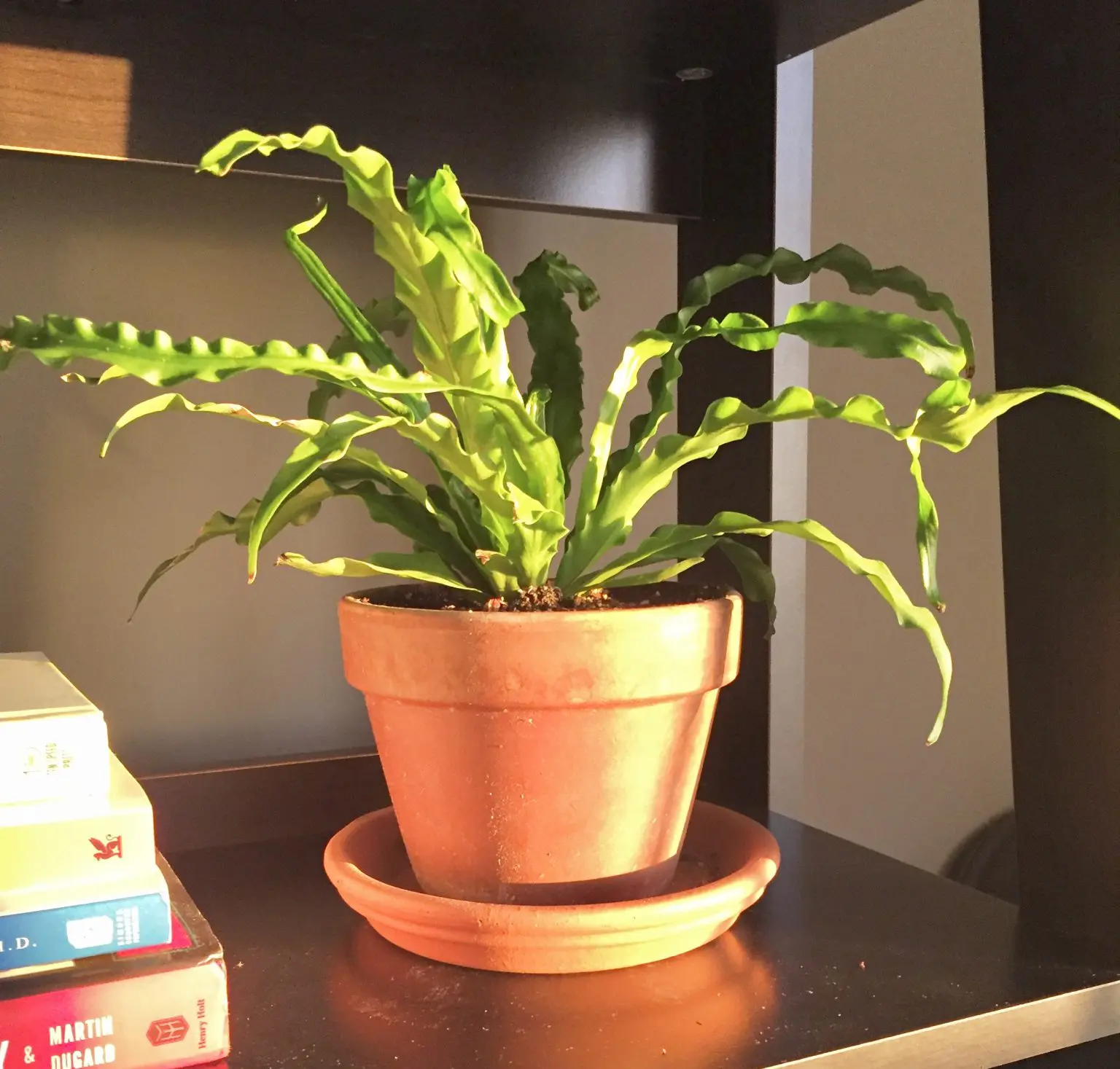 How To Care For And Propagate A Birds Nest Fern Sprouts And Stems