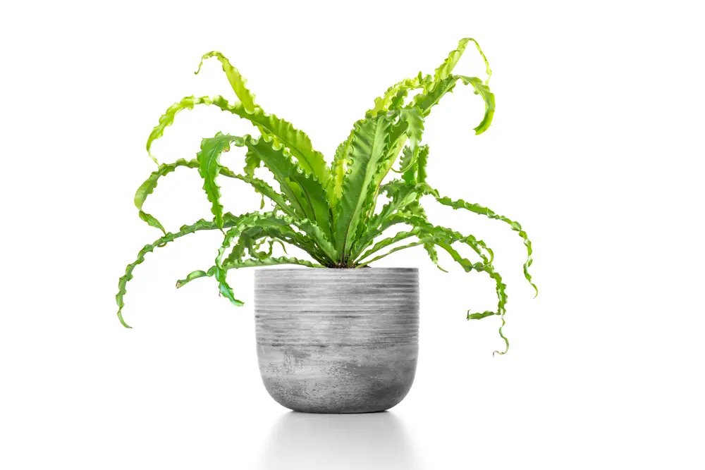 How To Care For And Propagate A Birds Nest Fern Sprouts And Stems