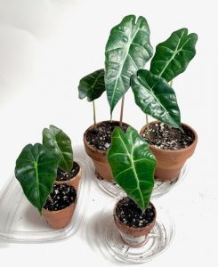 Alocasia Propagation with Corms: Video Tutorial & Easy Instructions | Sprouts and Stems
