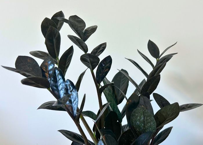 ZZ Plant Care and Propagation: An Easy Guide (with video tips ...