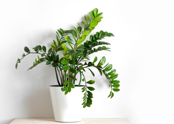 ZZ Plant Care and Propagation: An Easy Guide (with video tips ...