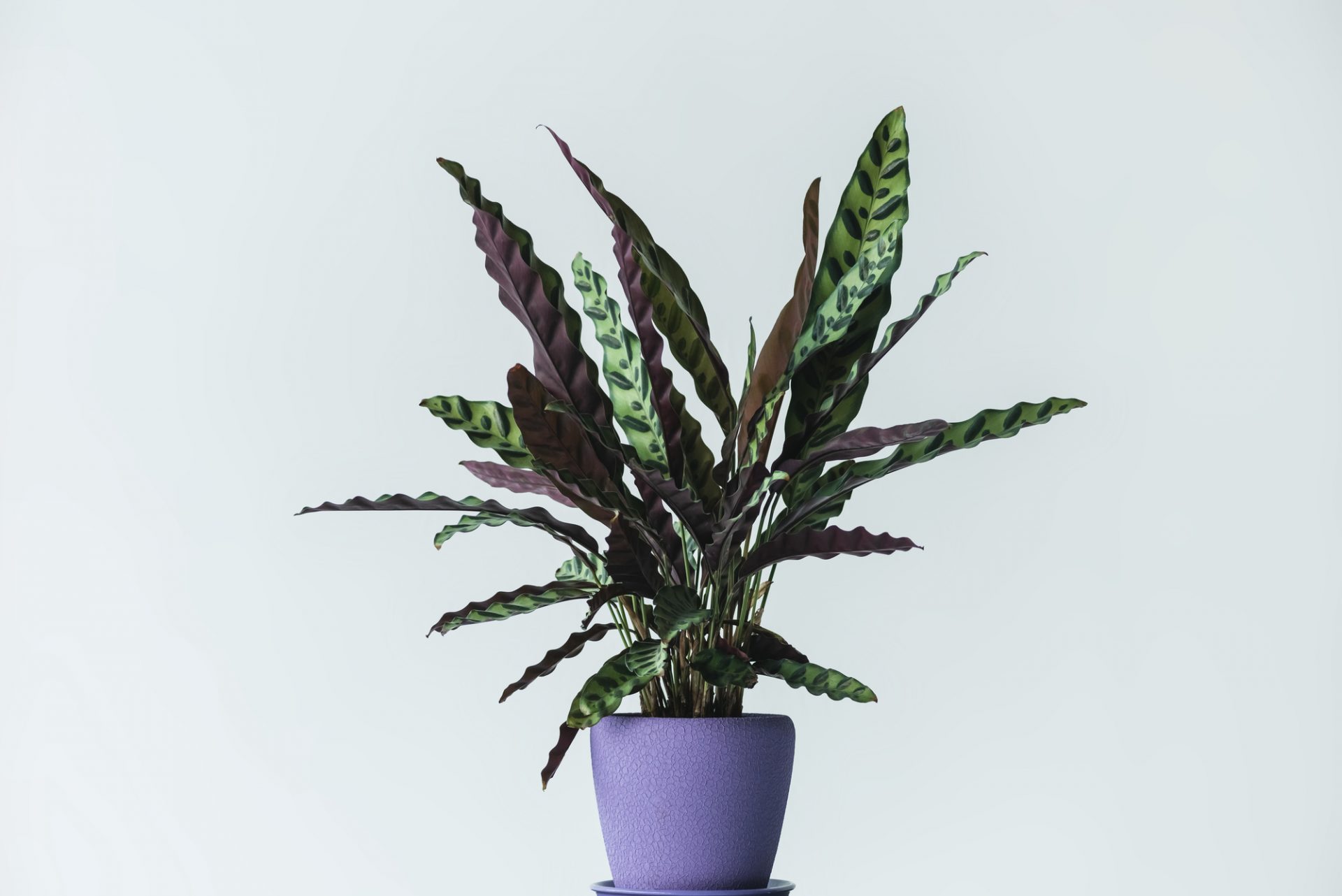 Calathea Care and Propagation | Sprouts and Stems