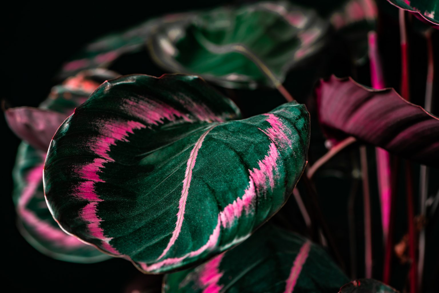 Calathea Care and Propagation | Sprouts and Stems