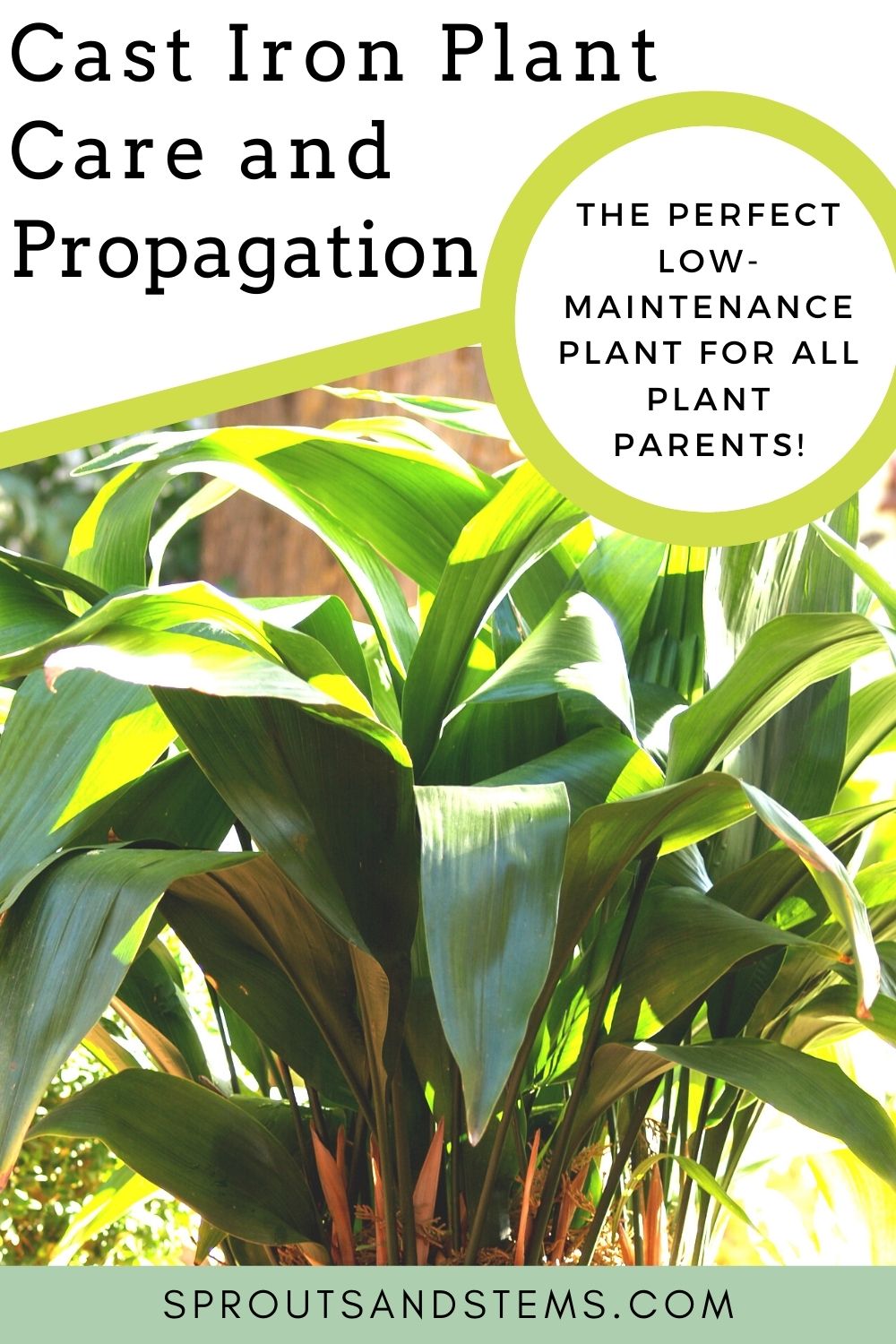 Easy Cast Iron Plant Care and Propagation | Sprouts and Stems