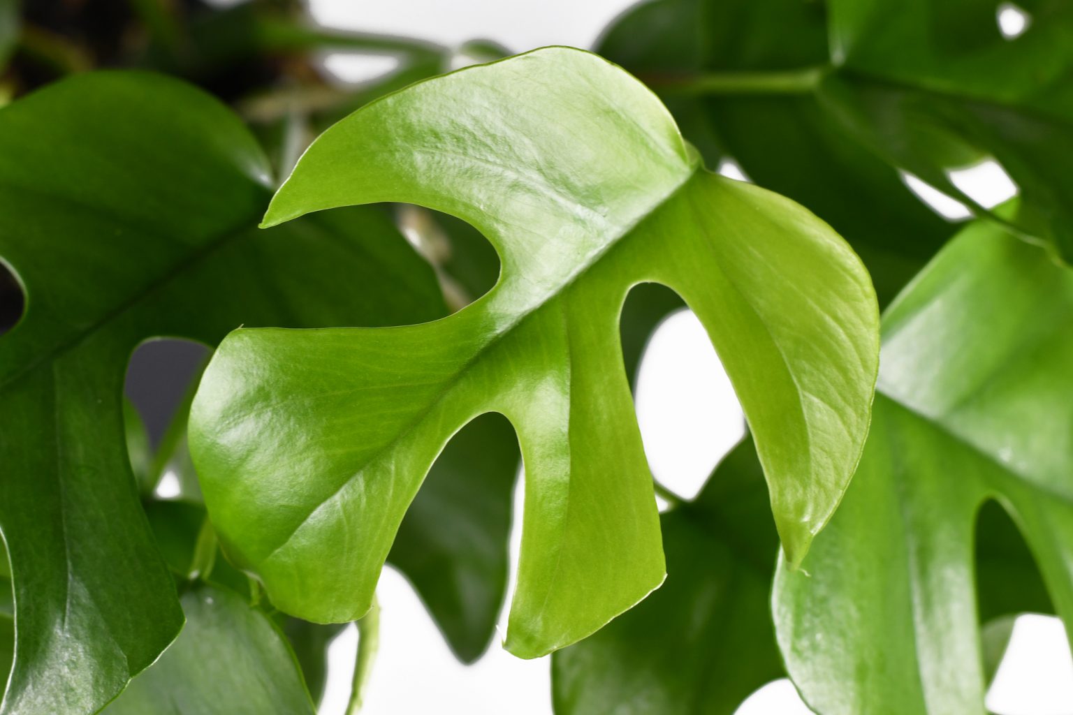 Rhaphidophora Tetrasperma Care and Propagation | Sprouts and Stems