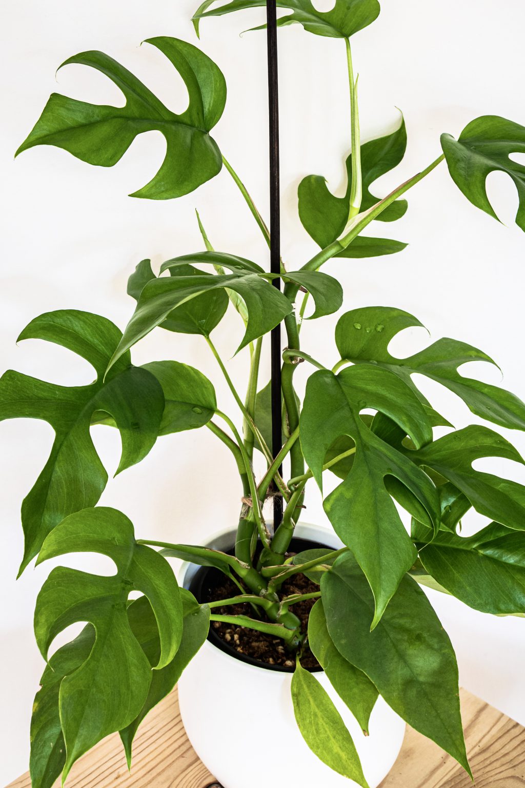 Rhaphidophora Tetrasperma Care and Propagation | Sprouts and Stems