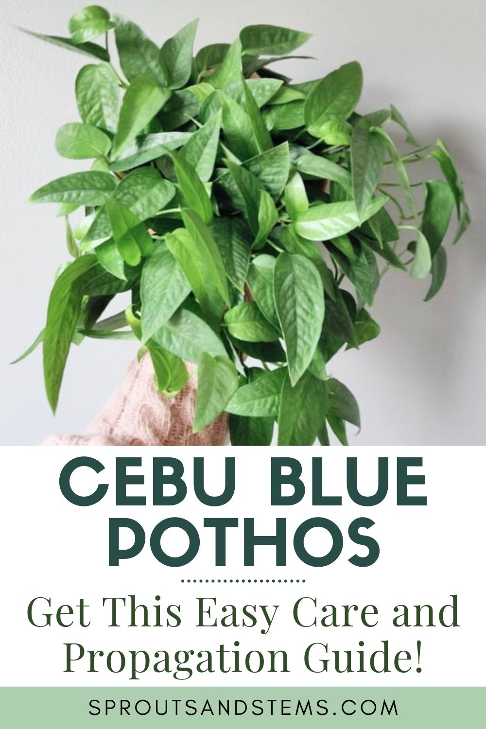 Cebu Blue Pothos Care, Propagation, and More | Sprouts and Stems