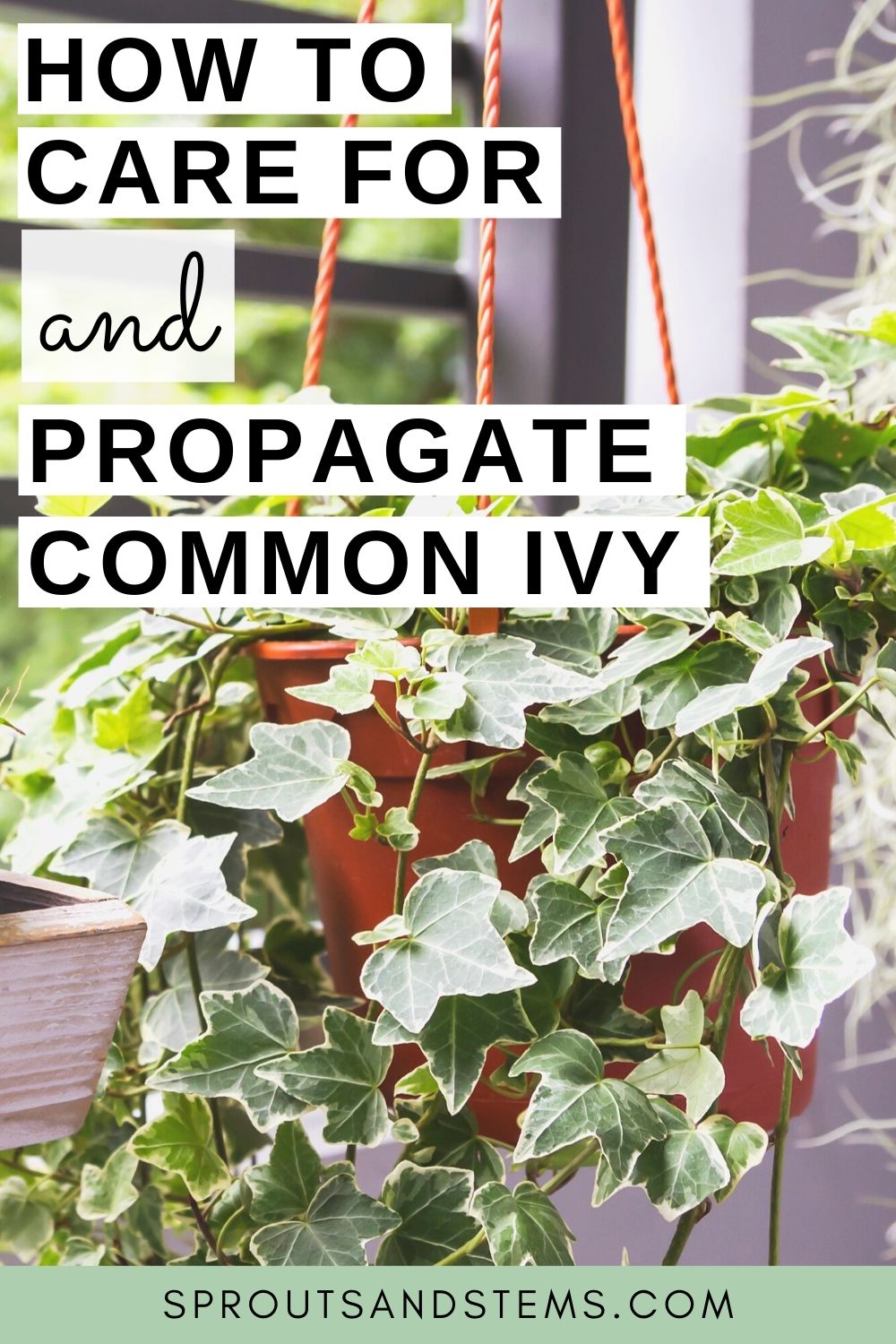 Common Ivy: Indoor Care and Propagation | Sprouts and Stems
