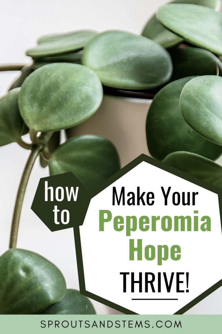 Peperomia Hope Care, Propagation, and More | Sprouts and Stems