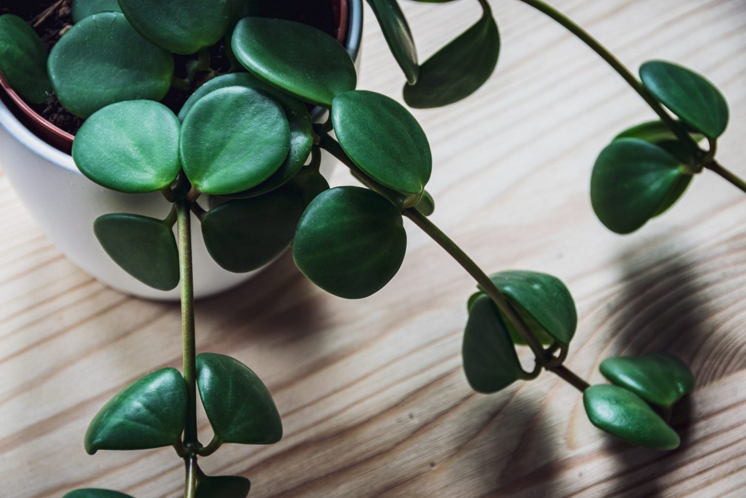 Peperomia Hope Care, Propagation, and More | Sprouts and Stems