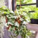 Common Ivy: Indoor Care and Propagation | Sprouts and Stems