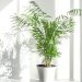 How to Care for and Propagate a Parlor Palm | Sprouts and Stems