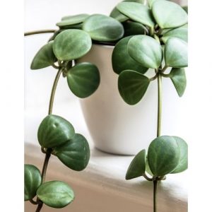 Peperomia Hope Care, Propagation, and More | Sprouts and Stems